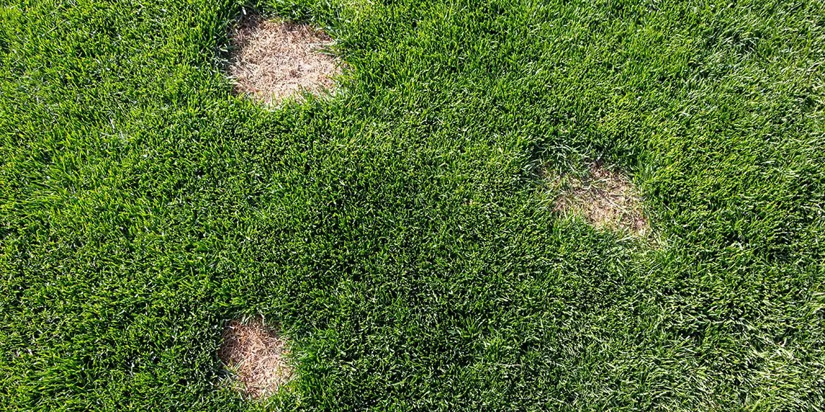 Braune Flecken im Rasen mit einfachen Tipps bekämpfen | RasenExpert