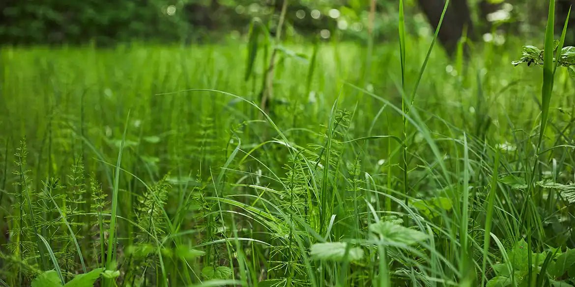 Quecke bekämpfen: So wirst Du das Unkraut im Rasen los | RasenExpert