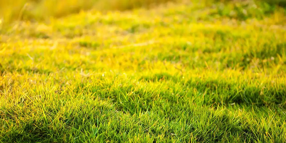 Gelbe Flecken im Rasen: Die häufigsten Gründe & Maßnahmen | RasenExpert